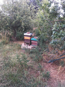 Beehive Placement: Where Should I Place My Hives? - Backyard Beekeeping